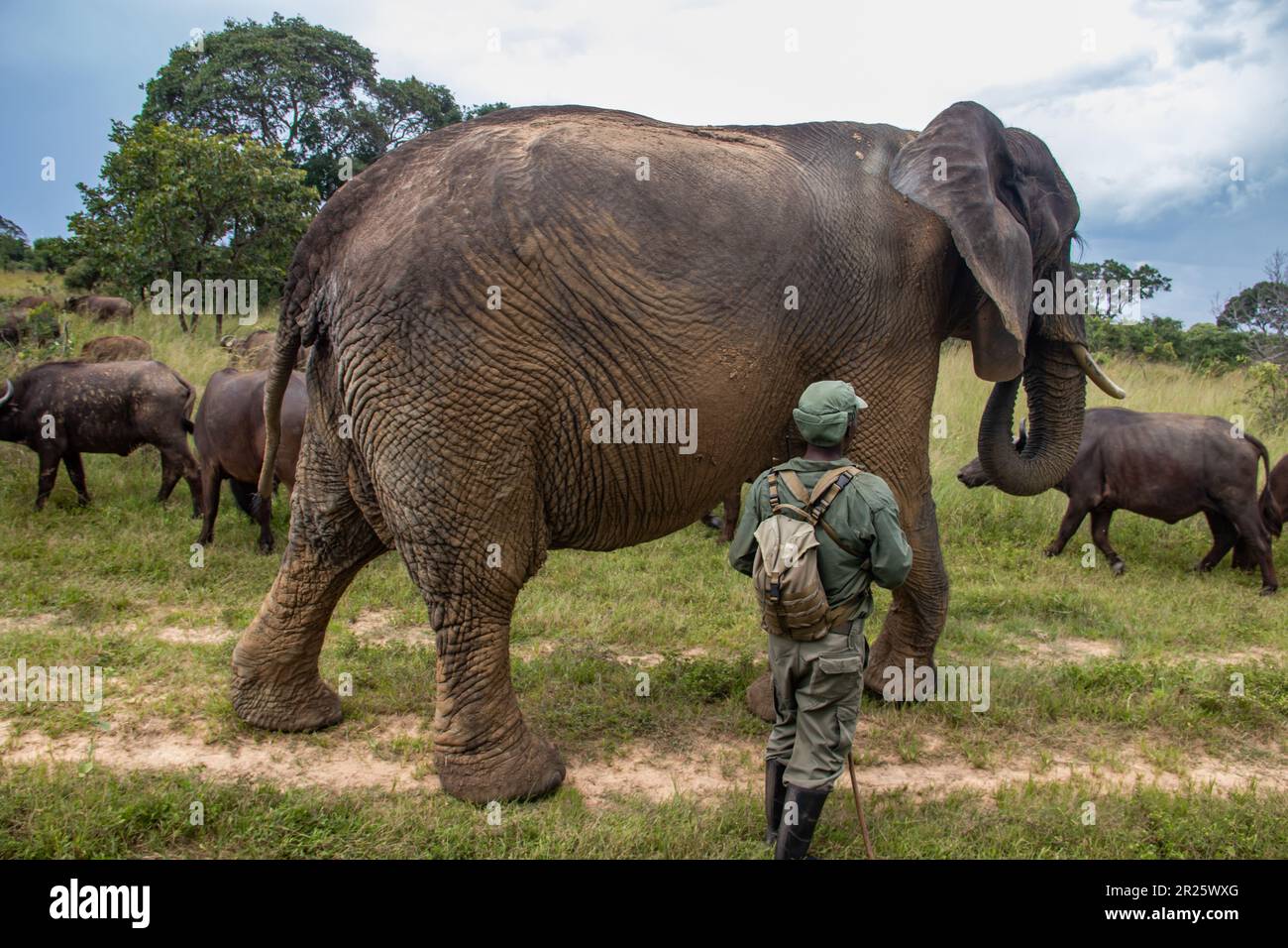 Members of big five African animals, elephant and buffalo walking ...