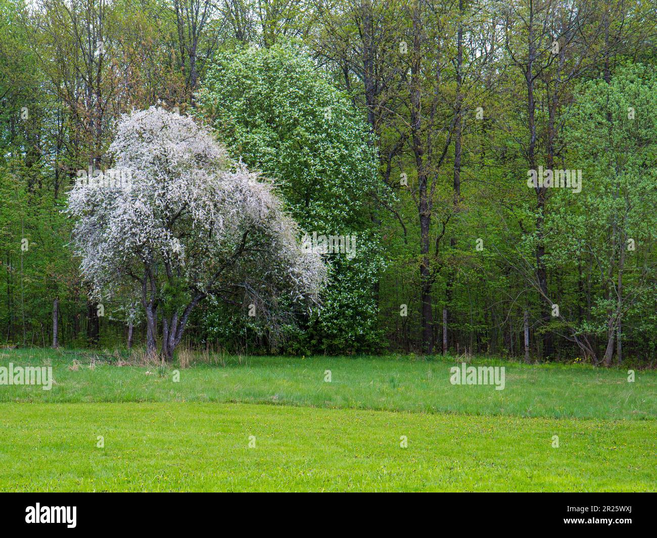 garden with blossom trees. Beautiful Countryside spring landscape ...