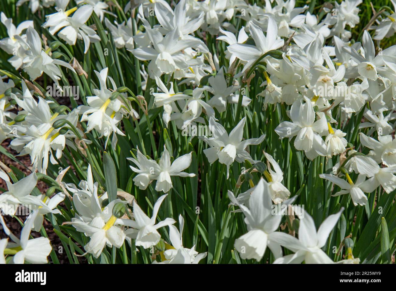 Save Download Preview Daffodils. Spring daffodils, Yellow daffodils ...