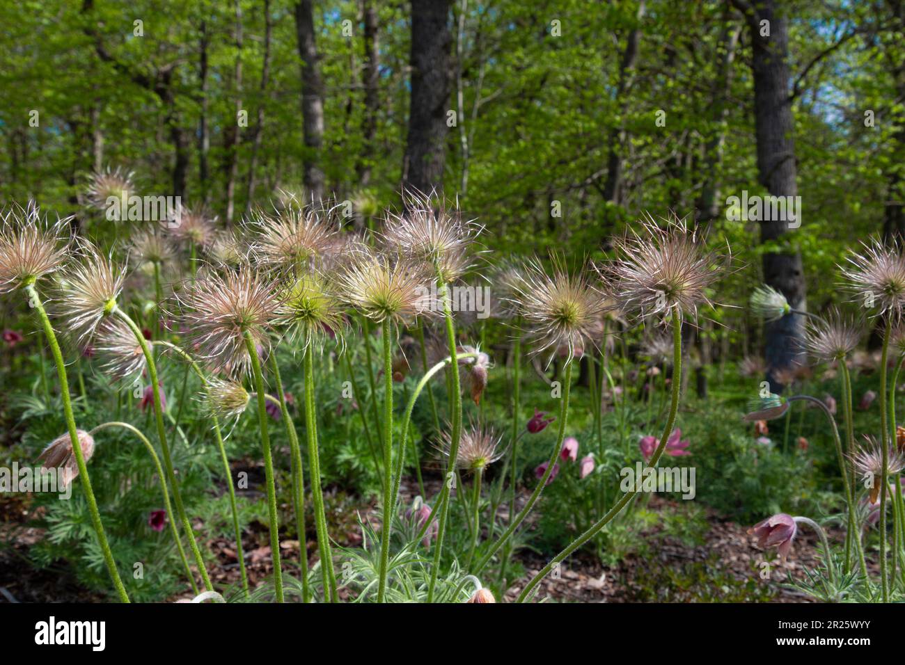 Pulsatilla slavica. Spring flower in the forest. A beautiful purple ...