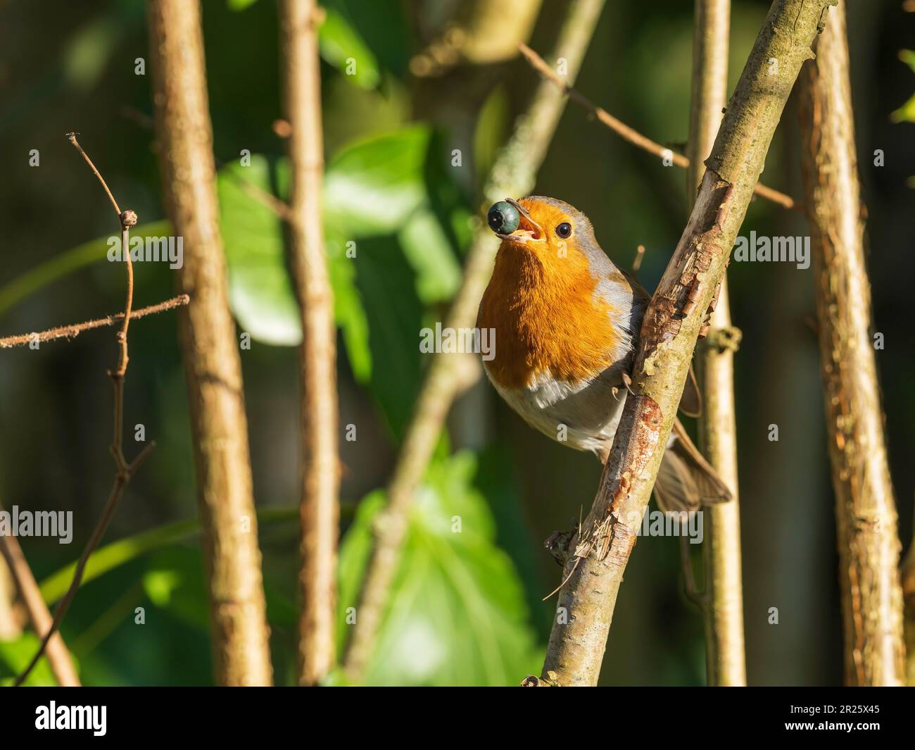 A European robin in England Stock Photo - Alamy