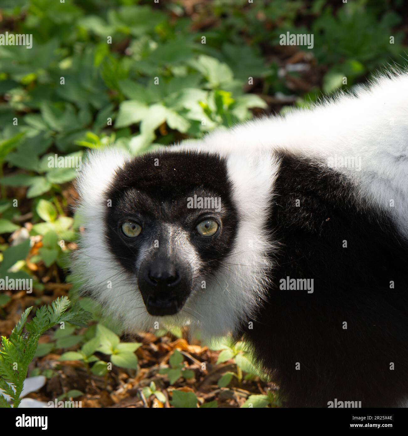 The portrait of a black and white Vari Lemur Stock Photo - Alamy