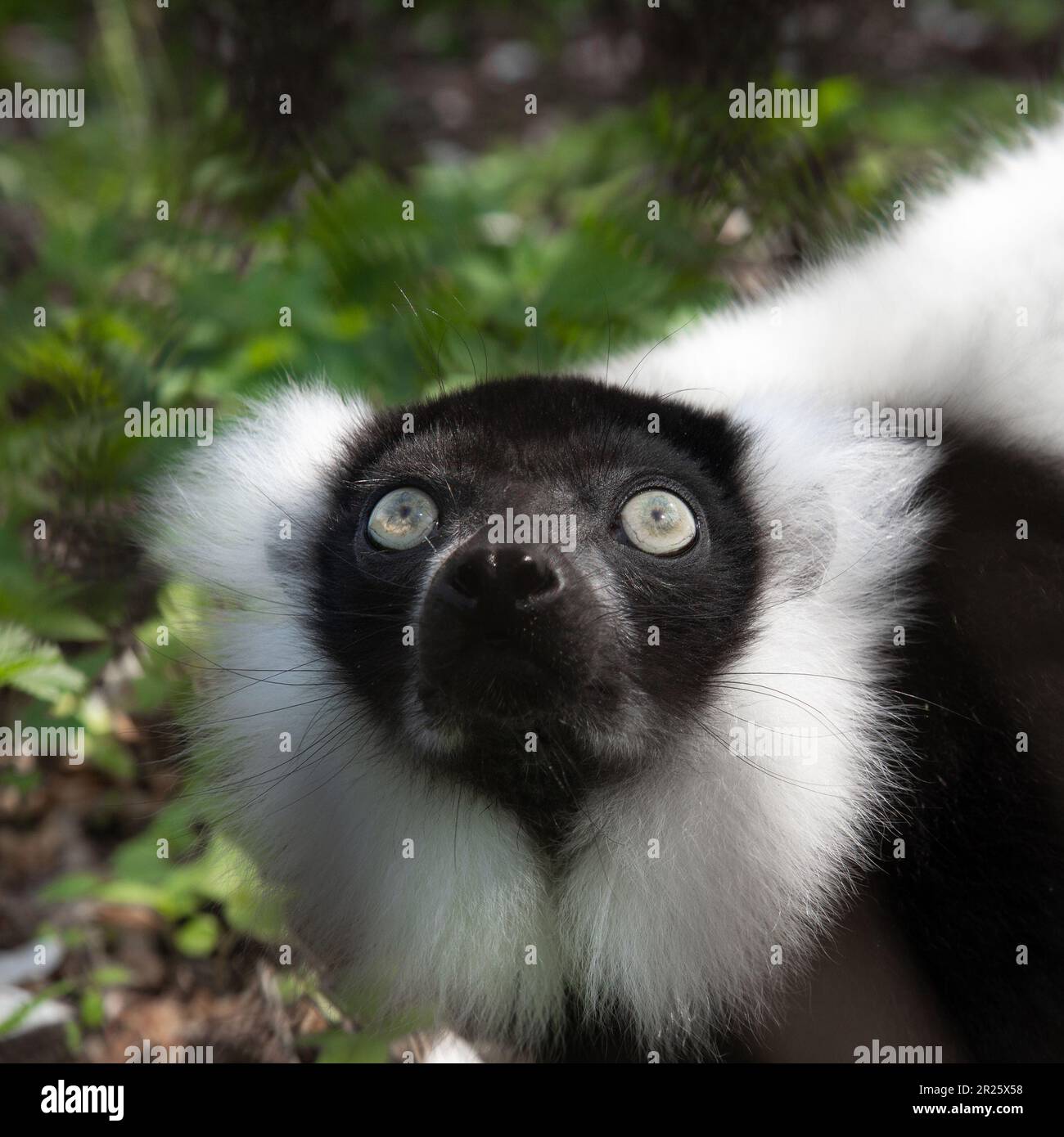 The portrait of a black and white Vari Lemur Stock Photo - Alamy