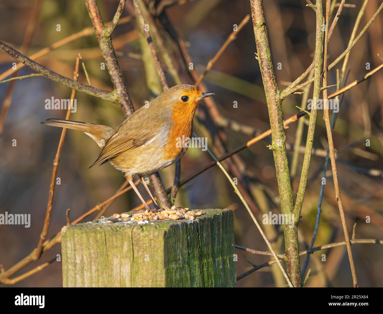 A European robin in England Stock Photo - Alamy