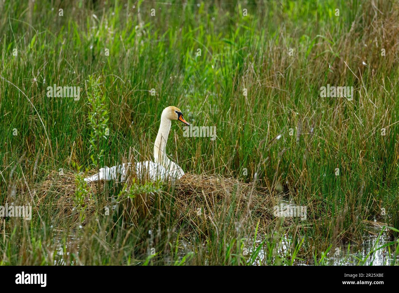 Wildfowl nest hi-res stock photography and images - Alamy