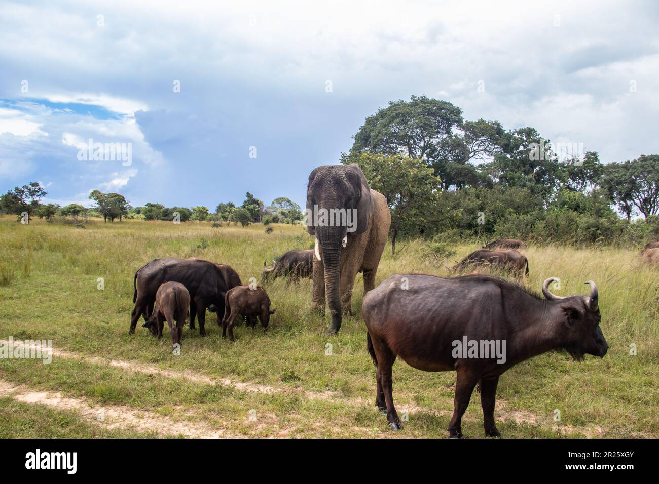 Members of big five African animals, elephant and buffalo walking ...