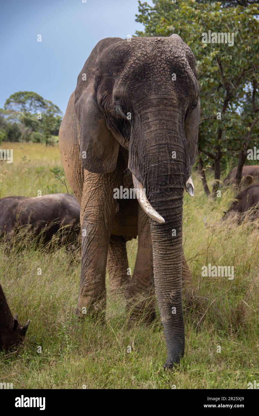 Members of big five African animals, elephant and buffalo walking ...