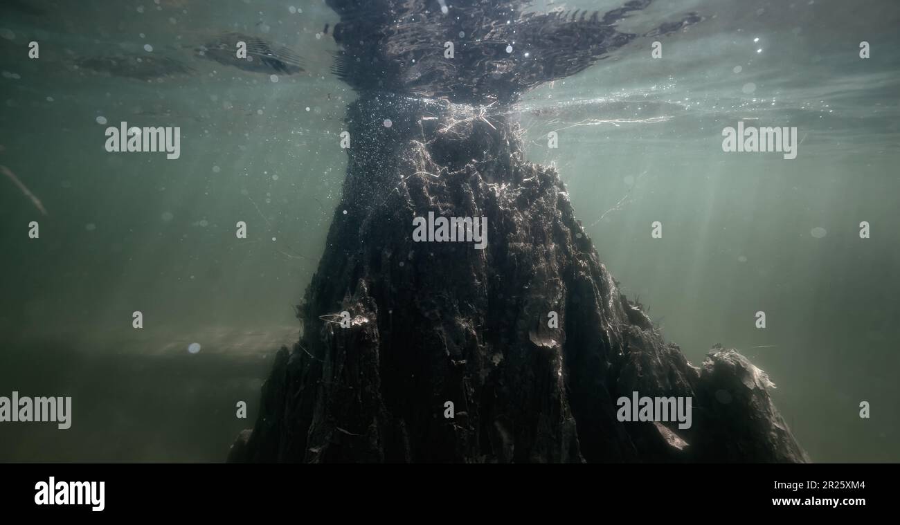 Tree trunk underwater. Buntzen Lake, Anmore, Vancouver, BC, Canada ...