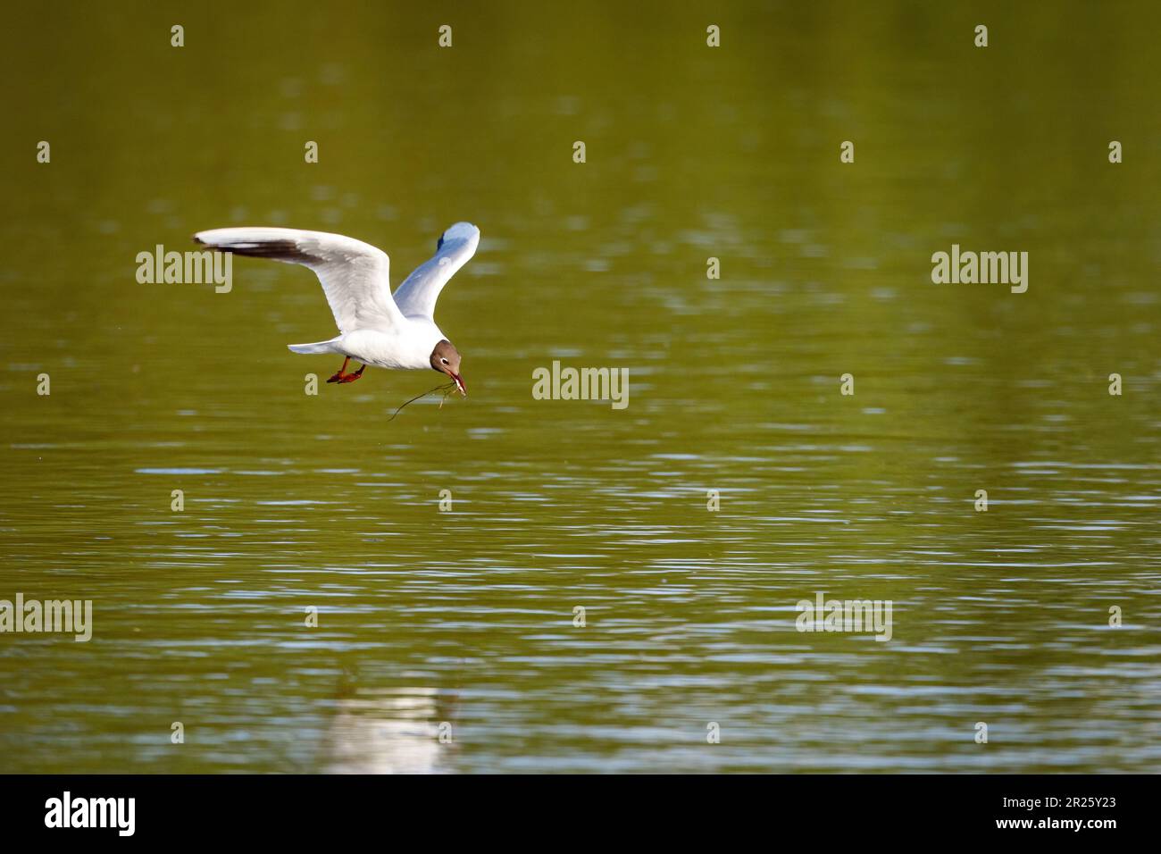 Gull with brown head hi-res stock photography and images - Alamy