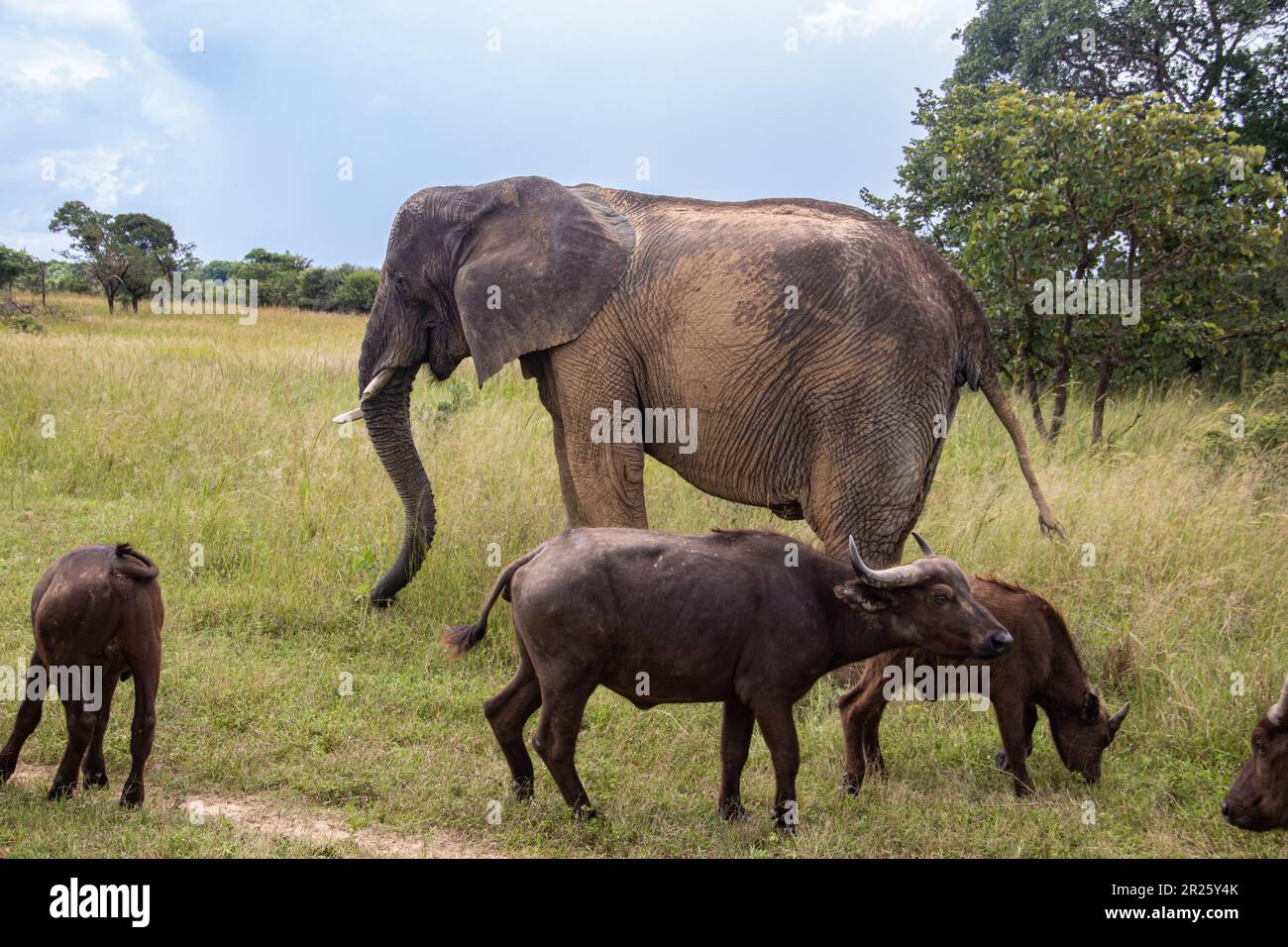 Members of big five African animals, elephant and buffalo walking ...
