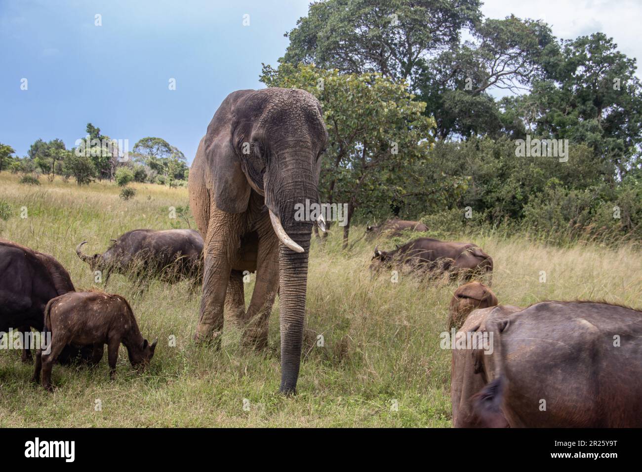 Members of big five African animals, elephant and buffalo walking ...