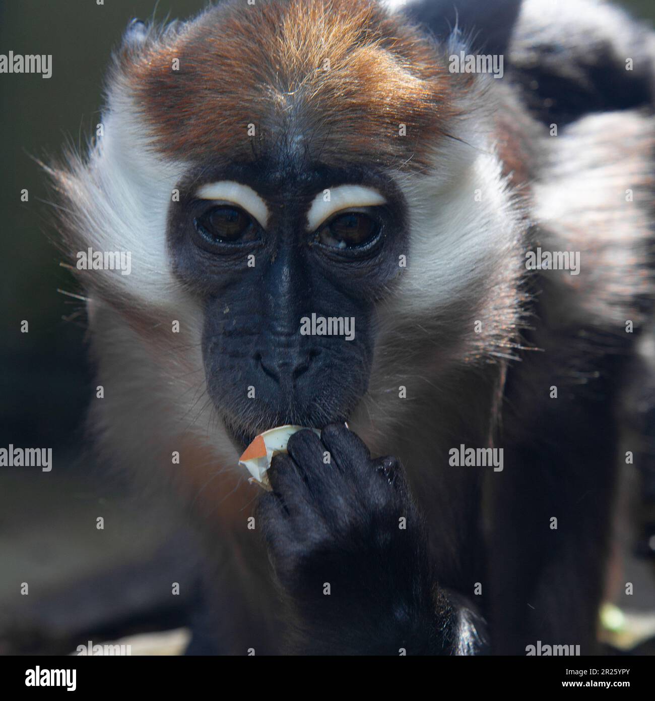White collared mangabey eating hi-res stock photography and images - Alamy