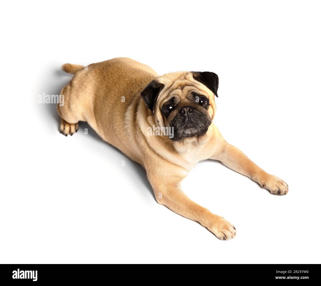 A purebred cute funny friendly pug lies on a white background and looks ...