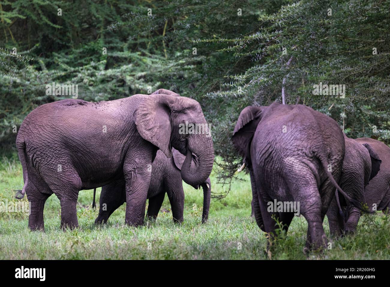Wild herd of big grey african elephant in the bush in the Serengeti ...