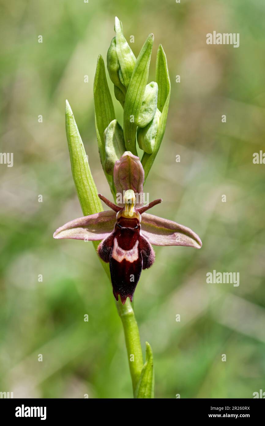 Very Rare Hybrid between Bee Orchid and Fly Orchid Ophrys x pietschii ...