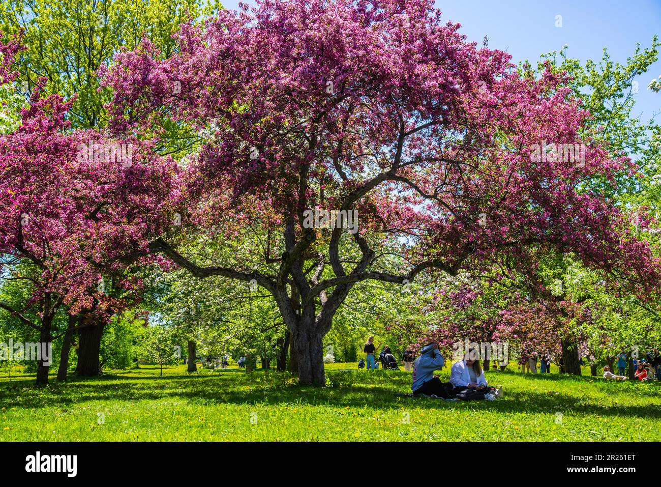 Montreal, Canada - May 14 2023: Trourists and Blossom colorful flowers ...