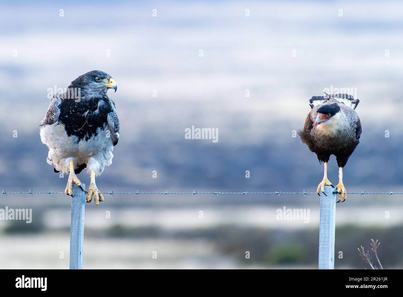 Aguila Mora, Geranoteus melanoleucus and Southern Crested Cara Cara ...