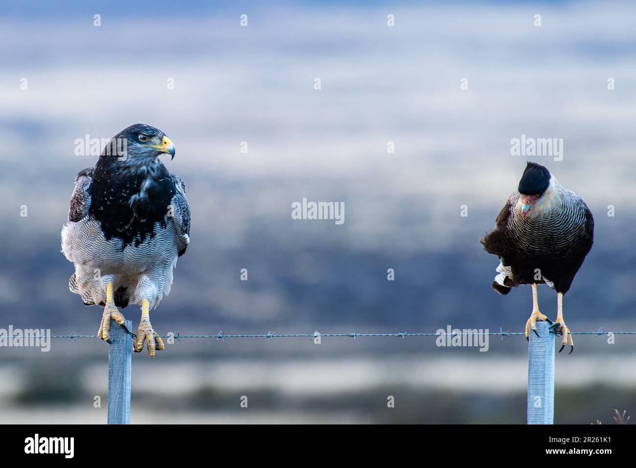 Aguila Mora, Geranoteus melanoleucus and Southern Crested Cara Cara ...