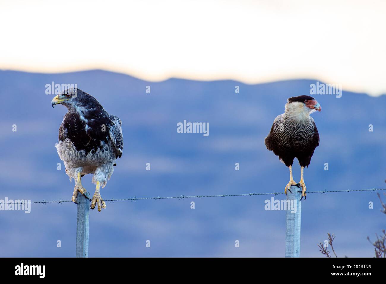 Aguila Mora, Geranoteus melanoleucus and Southern Crested Cara Cara ...