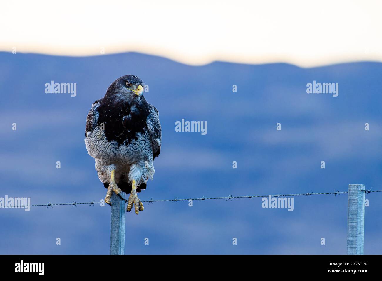 Aguila Mora, Geranoteus melanoleucus. Sitting on a fence post Stock ...