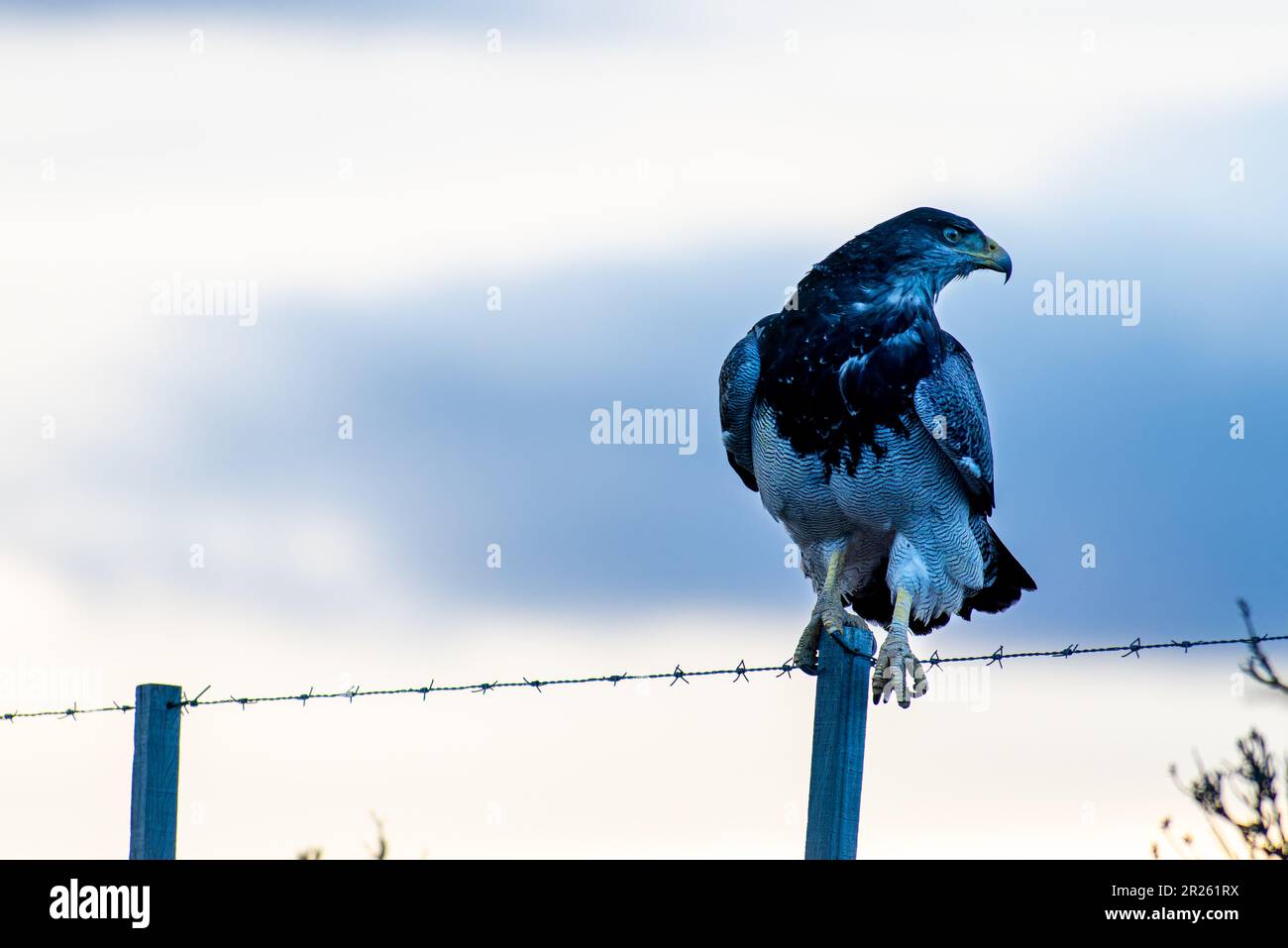 Aguila Mora, Geranoteus melanoleucus. Sitting on a fence post Stock ...