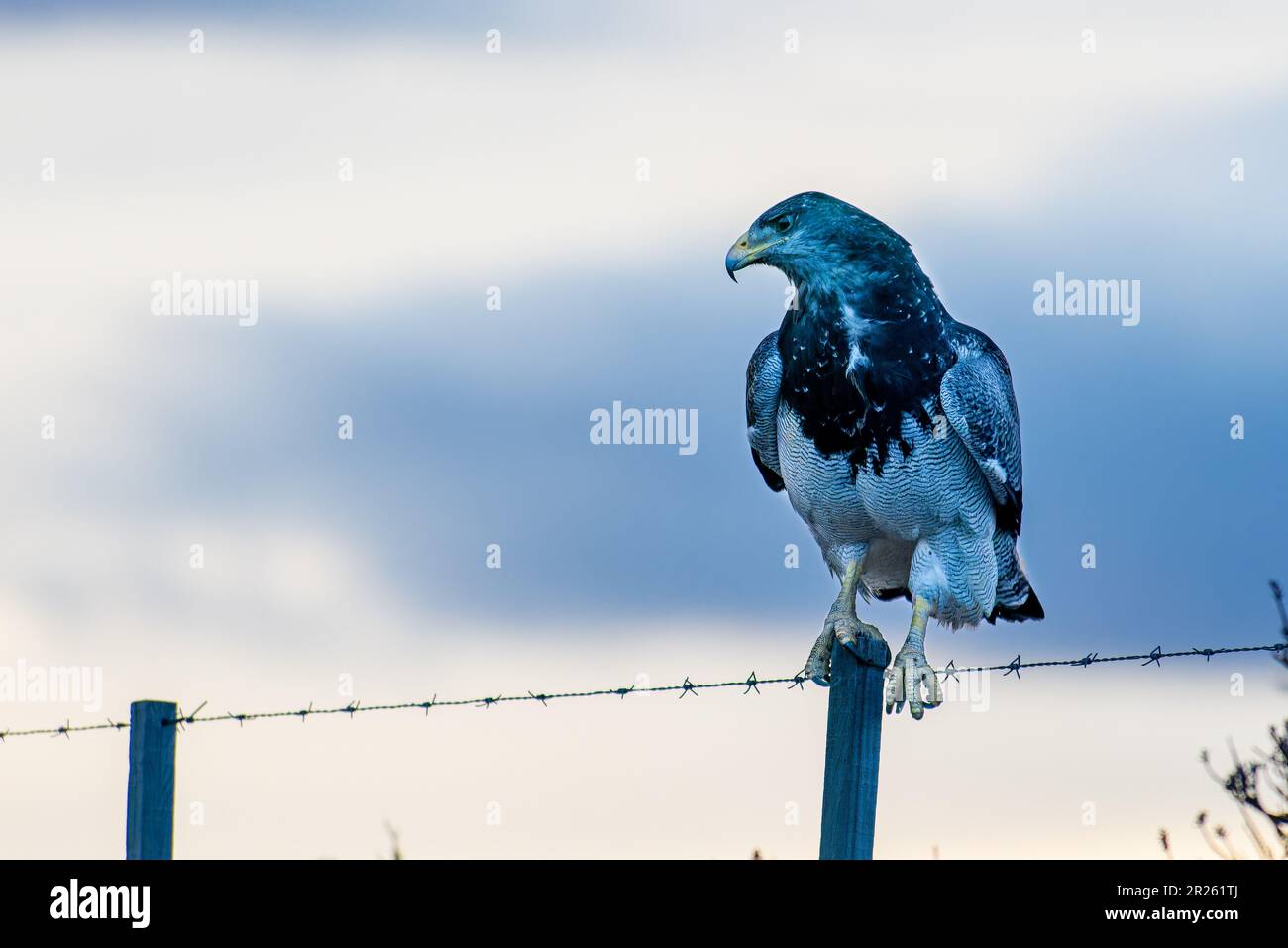 Aguila Mora, Geranoteus melanoleucus. Sitting on a fence post Stock ...