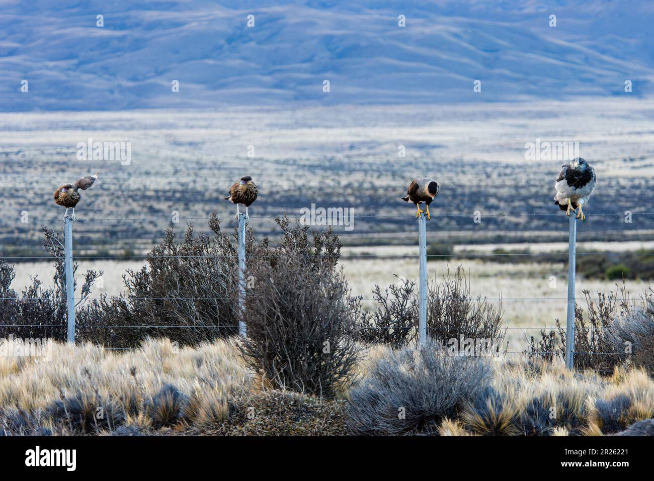 Aguila Mora, Geranoteus melanoleucus and Southern Crested Cara Cara ...