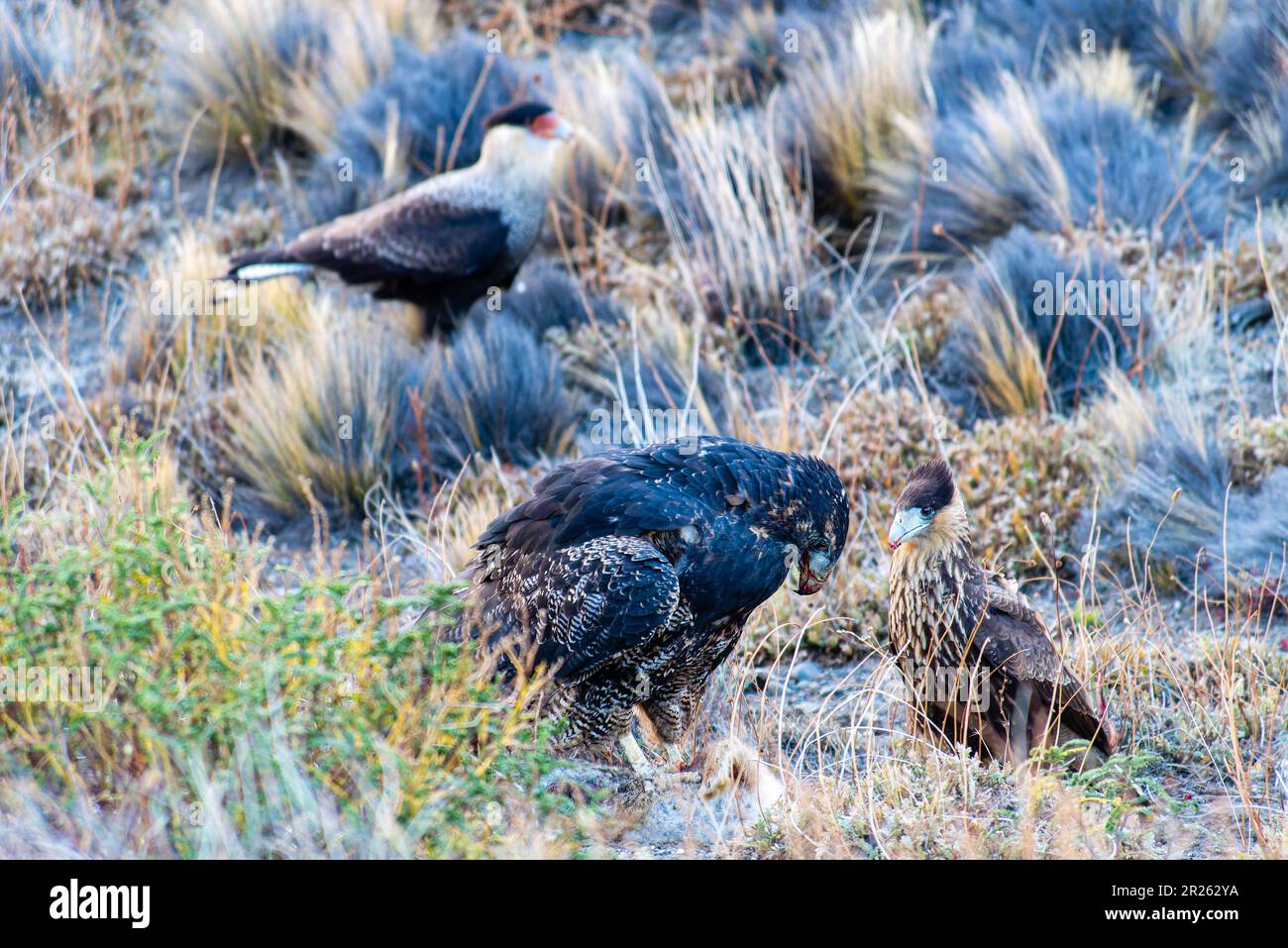 Aguila Mora, Geranoteus melanoleucus and Southern Crested Cara Cara ...