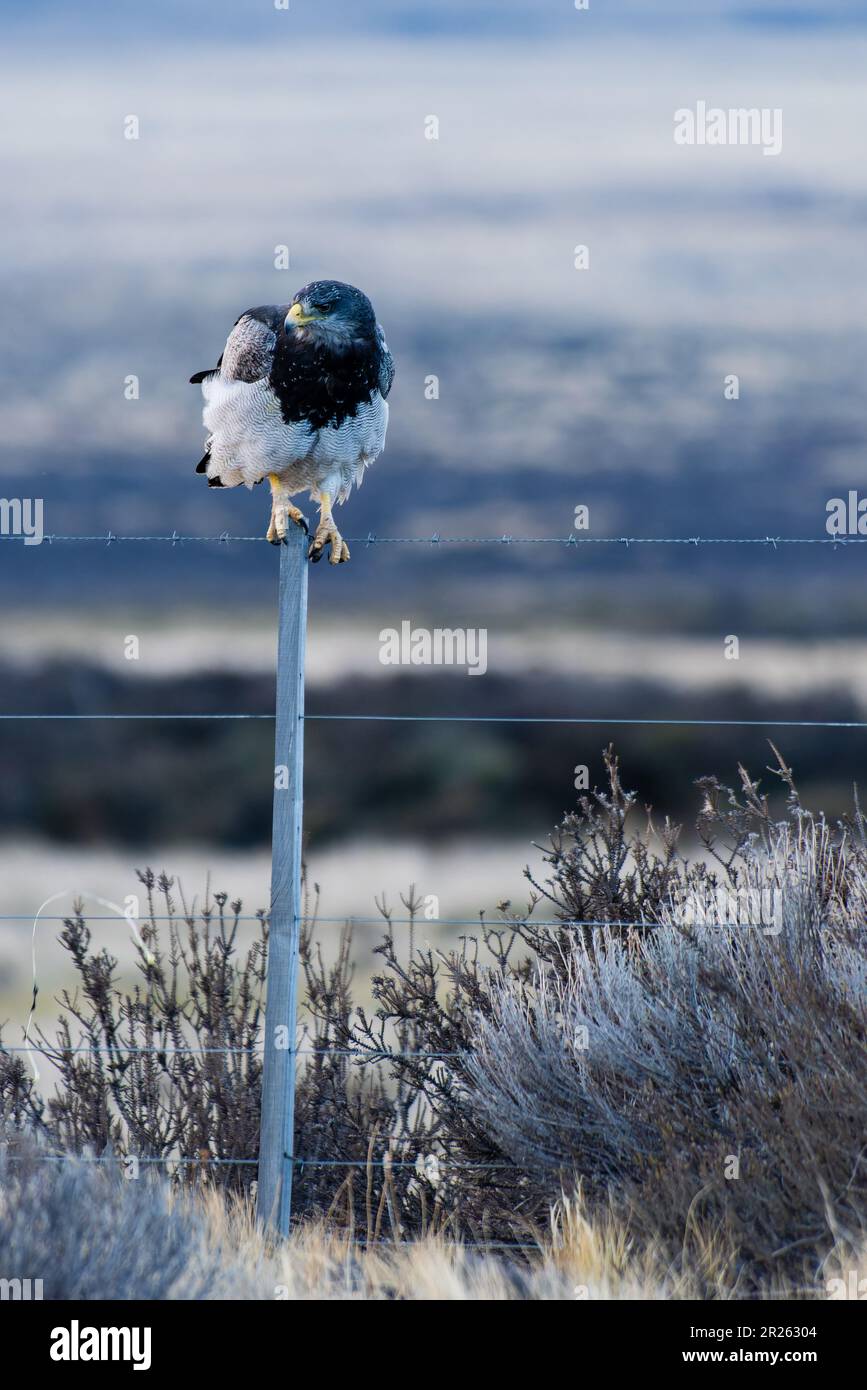 Aguila Mora, Geranoteus melanoleucus. Sitting on a fence post Stock ...