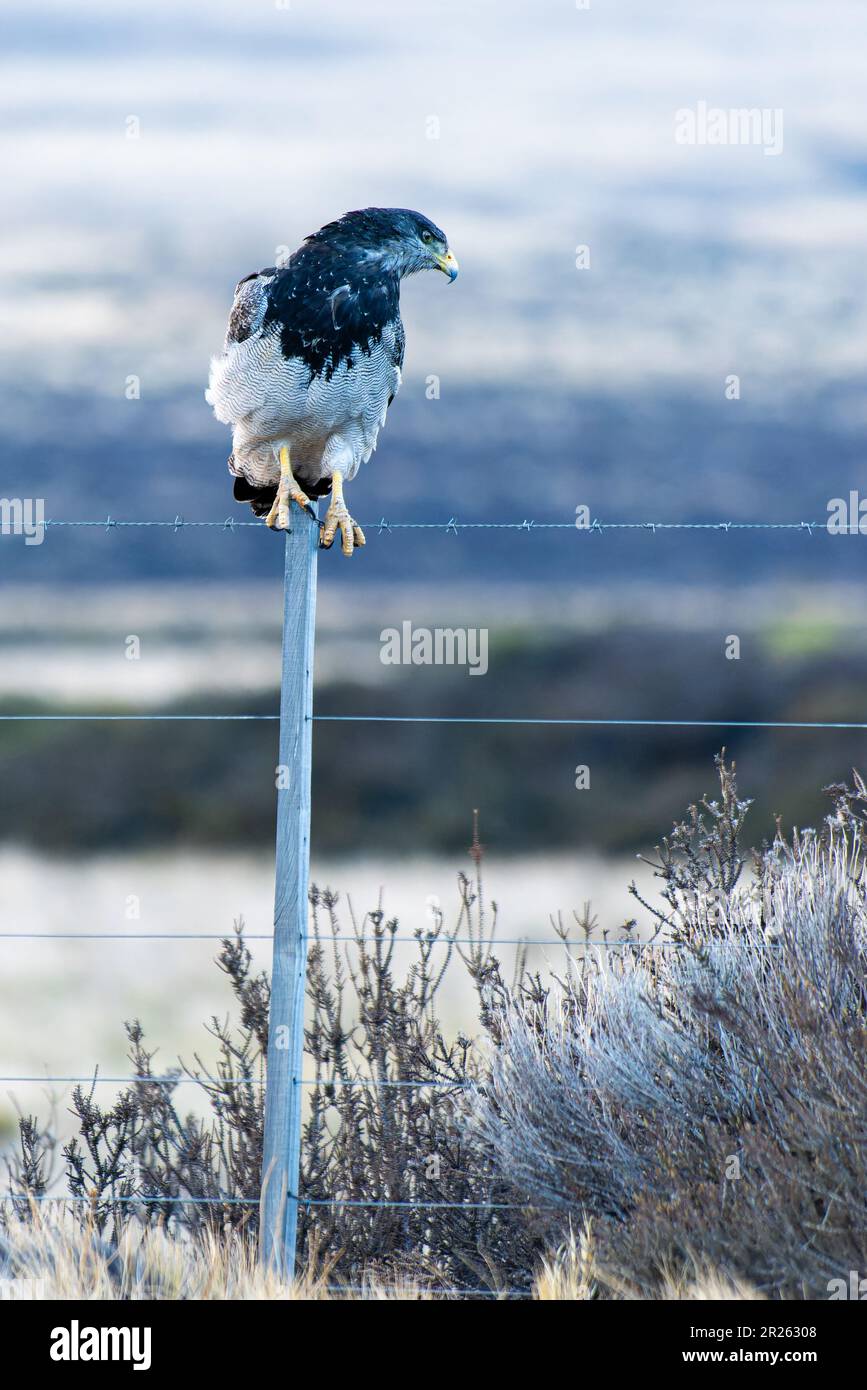 Aguila Mora, Geranoteus melanoleucus. Sitting on a fence post Stock ...