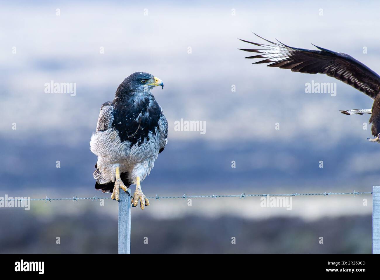 Aguila Mora, Geranoteus melanoleucus. Sitting on a fence post Stock ...