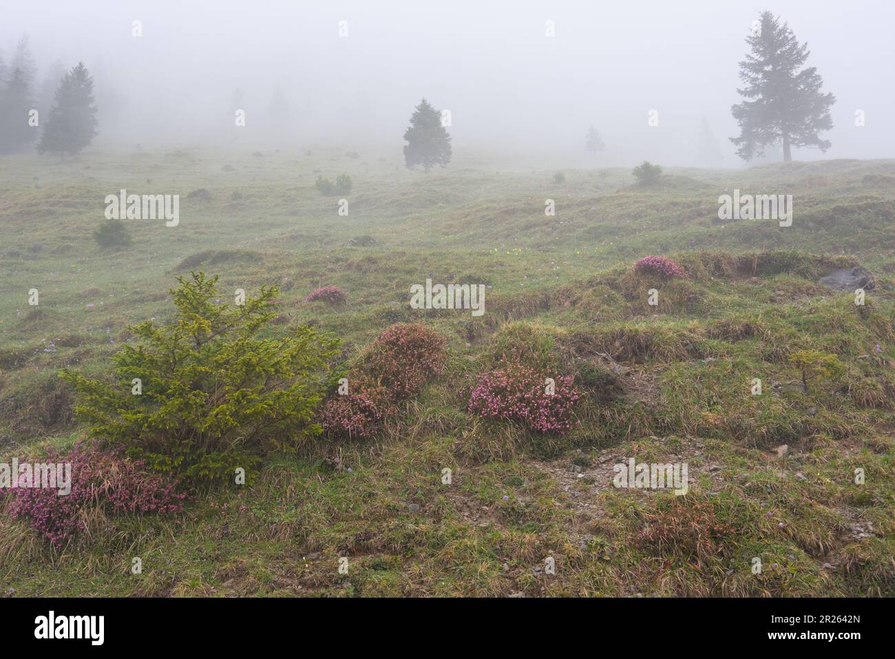 A hiking tour in rainy and foggy conditions. Walking through the ...