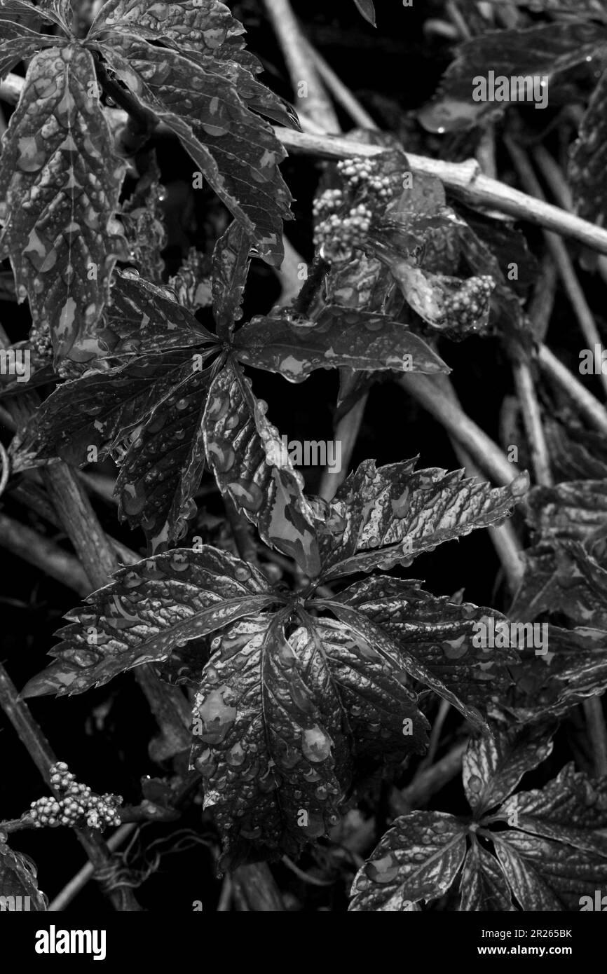 Sprout garden plants Black and White Stock Photos & Images - Alamy