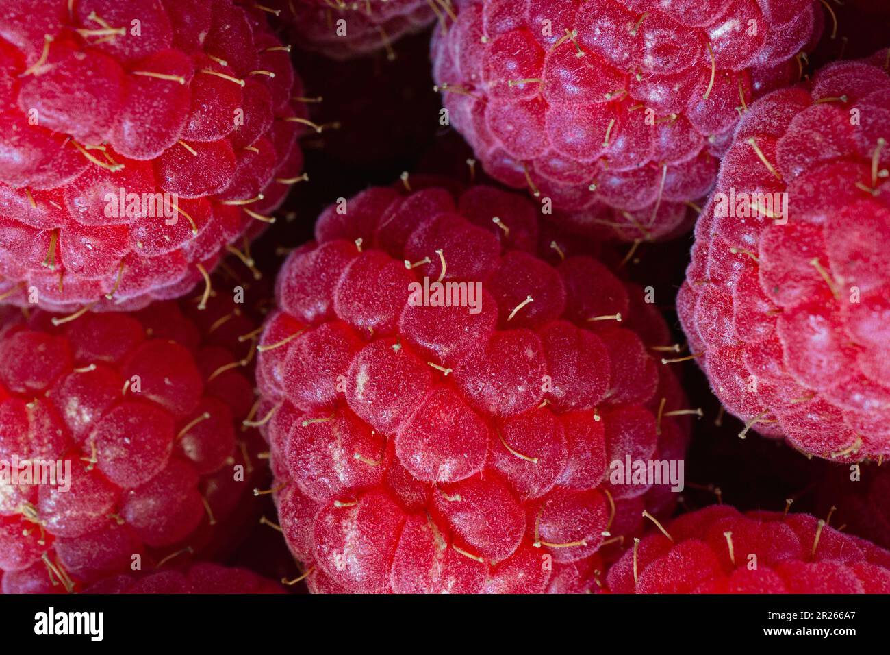 Extreme close up view of fresh ripe raspberries Stock Photo - Alamy