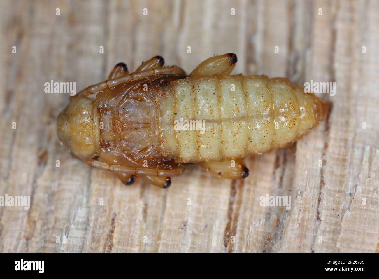 Welsh oak longhorn beetles hi-res stock photography and images - Alamy
