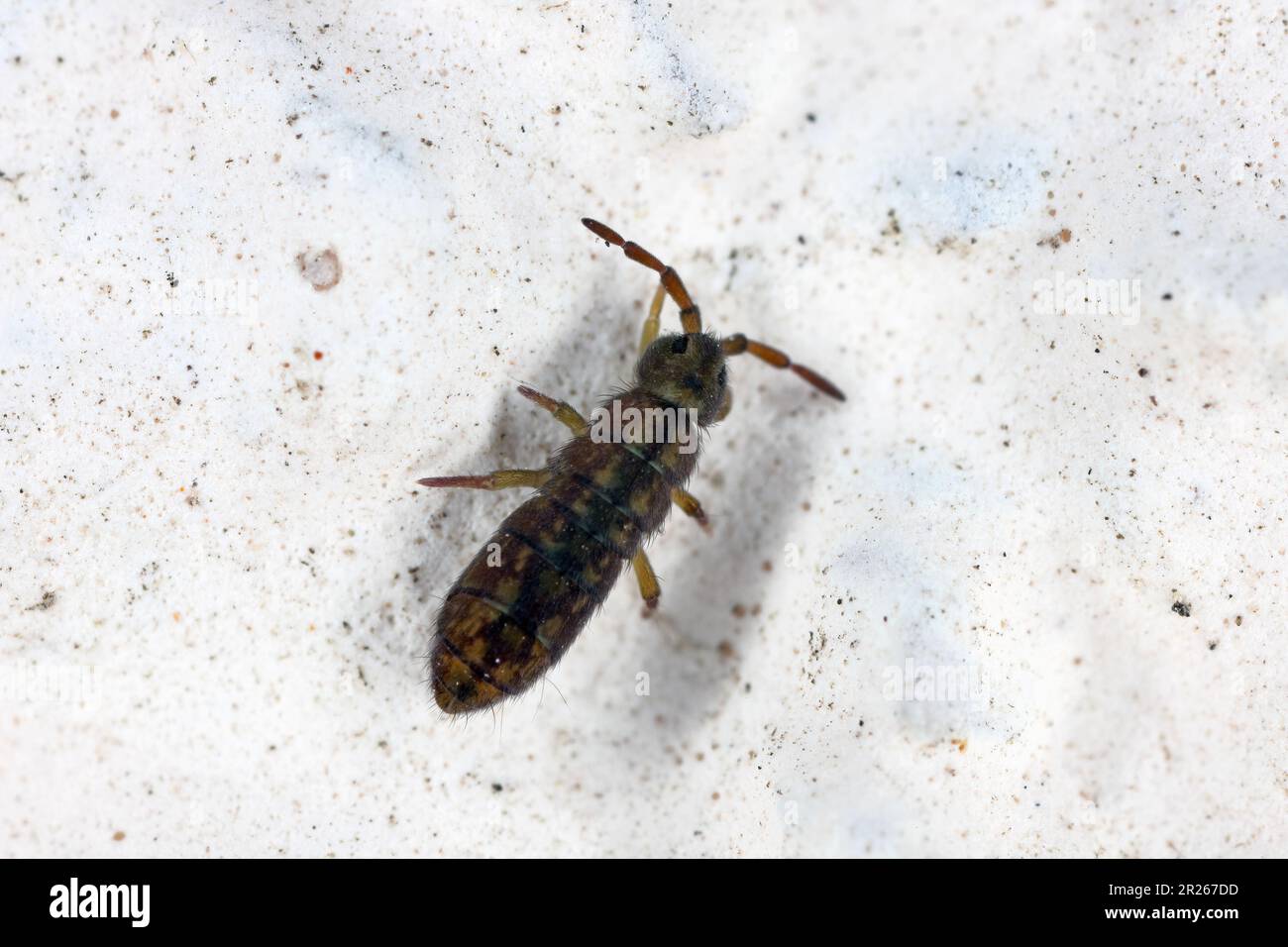 Springtail jump hi-res stock photography and images - Alamy