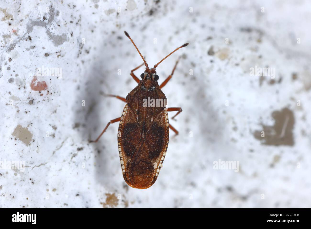 Elm seed bug hi-res stock photography and images - Alamy