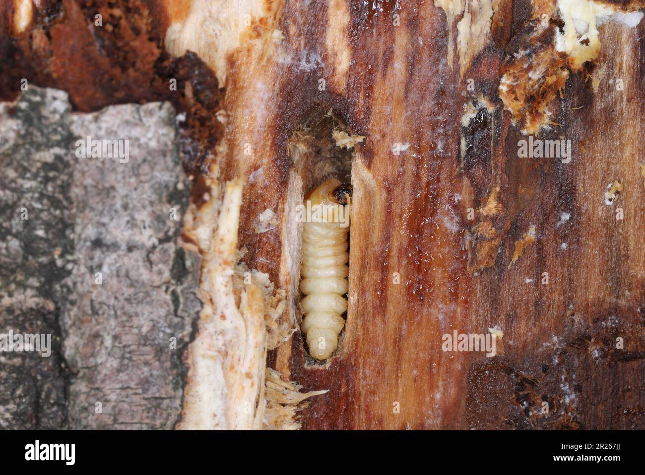 Larva of the beetle from family Cerambycidae (longhorn beetles Stock ...