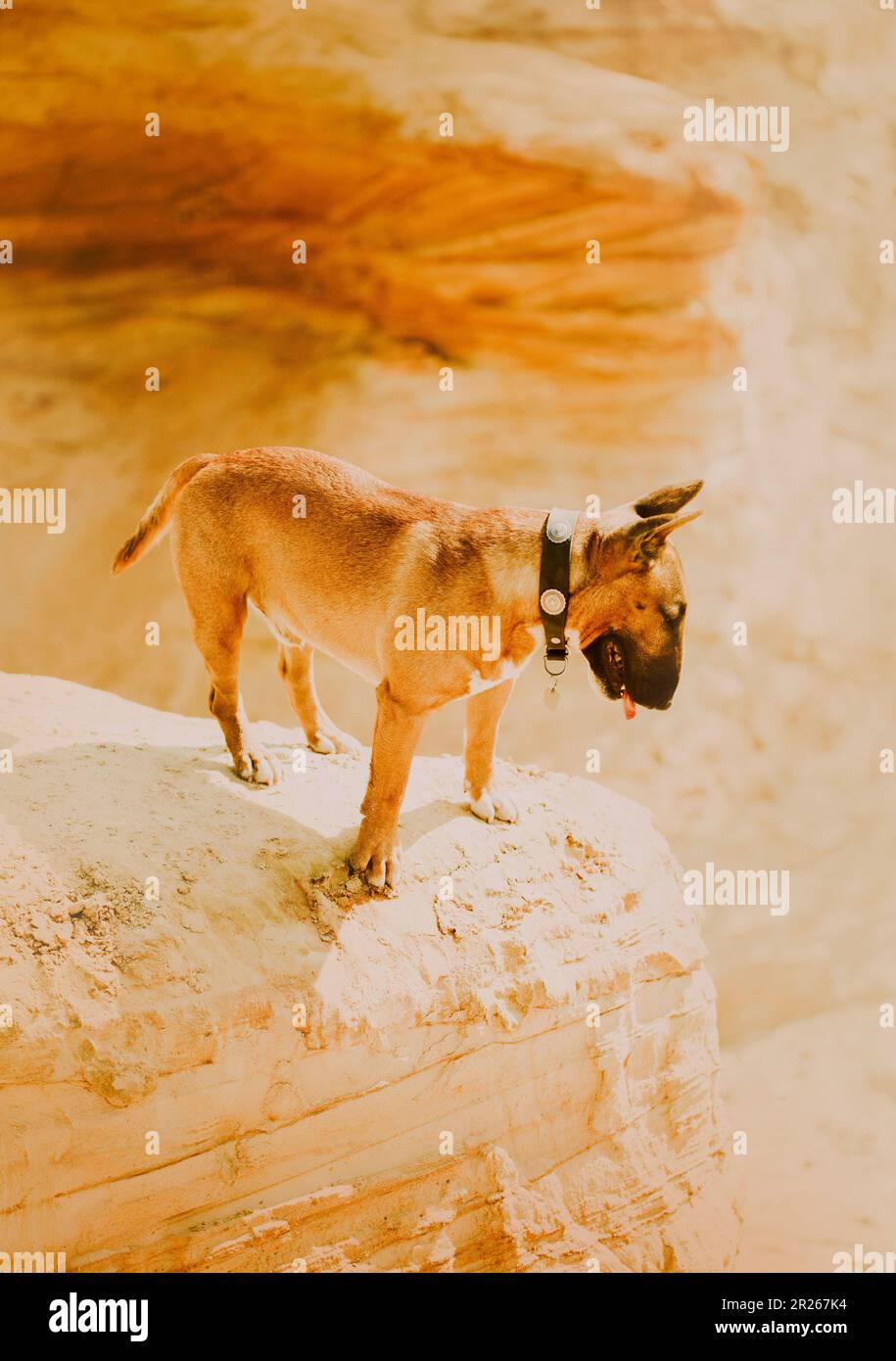 The ginger Bull Terrier stands proudly on the sandy hill, his coat ...