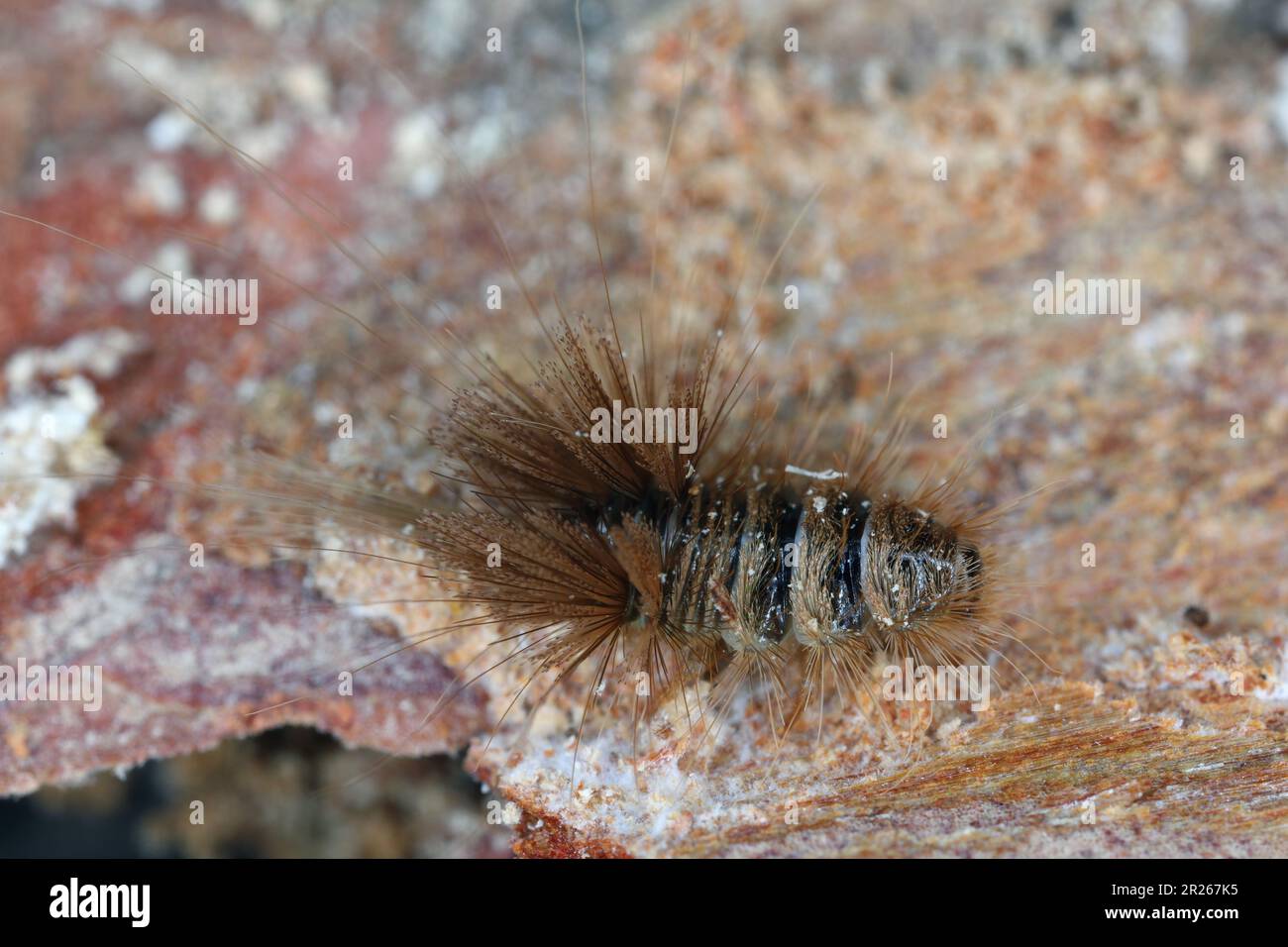 Larvae of the cobweb beetle (Ctesias serra) living under the bark of ...