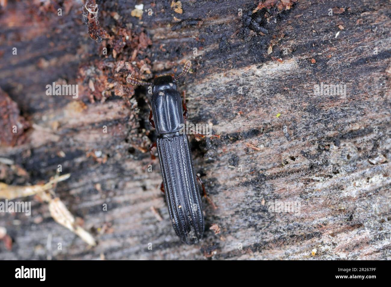 Cylindrical Bark Beetle on dead wood (Colydium elongatum) Zopheridae ...