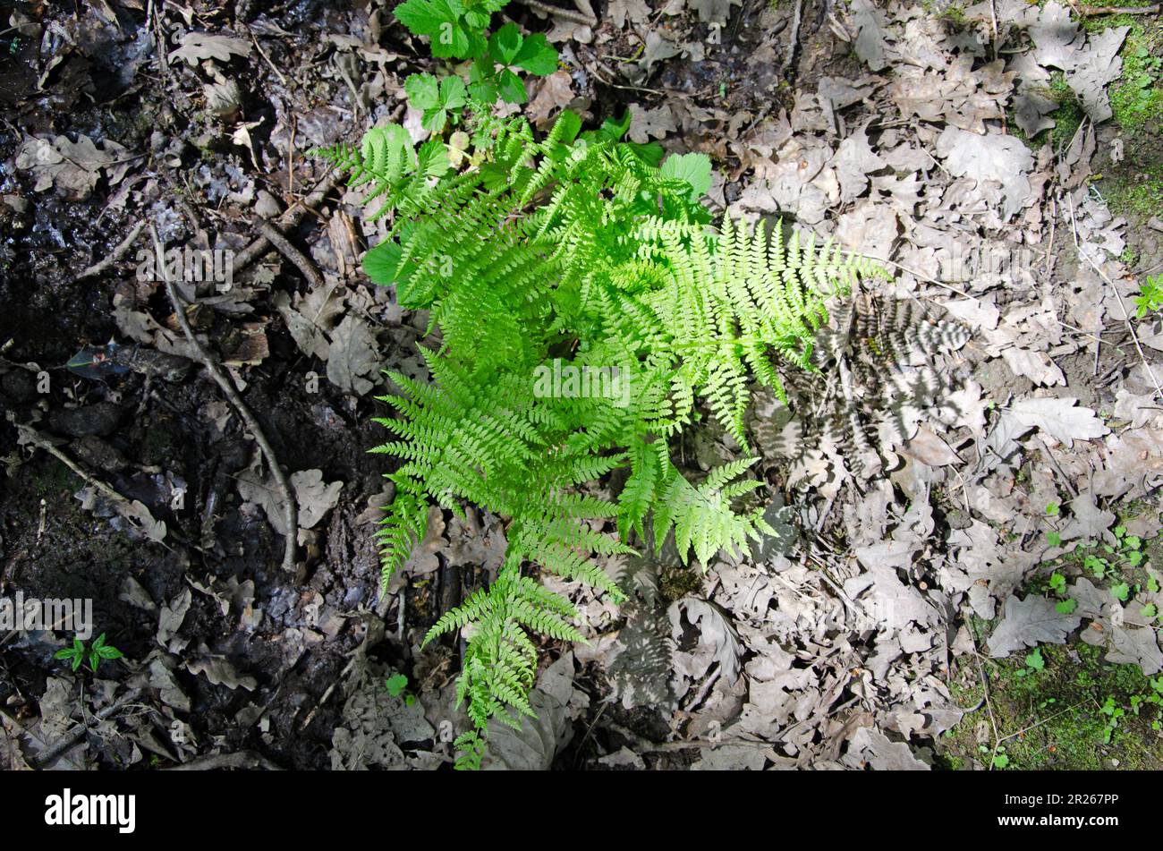 Lady fern in a natural setting in a forest. Athyrium filix-femina Stock ...