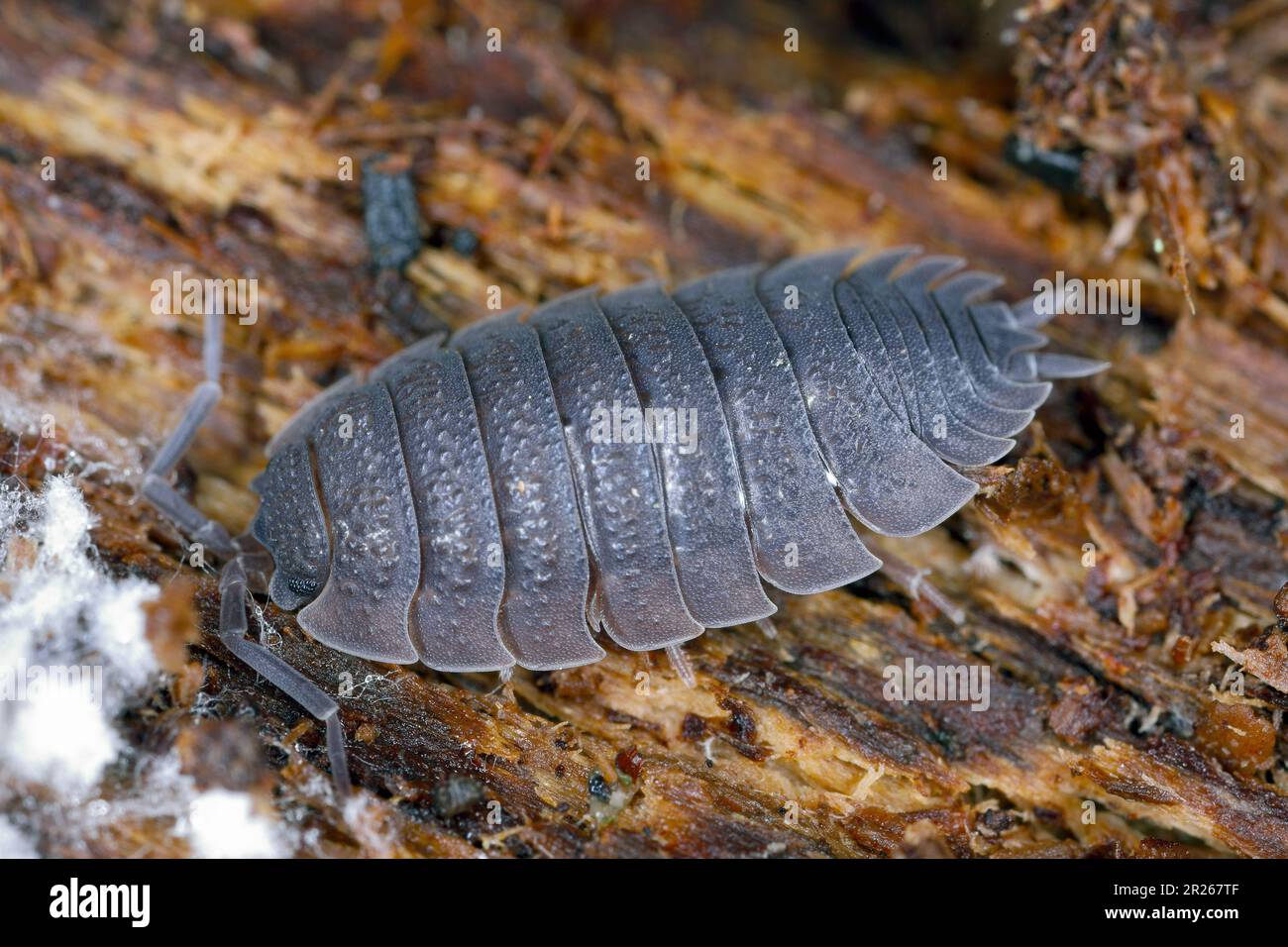 Rough woodlice (Porcellio scaber). Terrestrial crustaceans in the ...