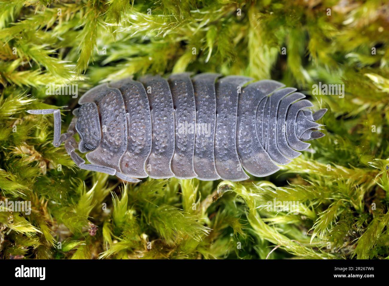 Sowbug hi-res stock photography and images - Alamy