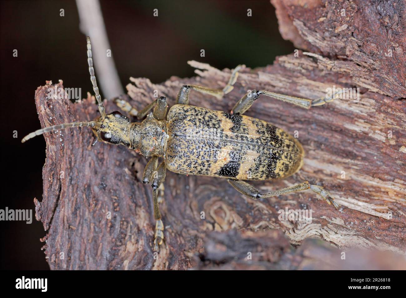 A longhorn beetle (Cerambycidae) Rhagium mordax on rotten timber Stock ...