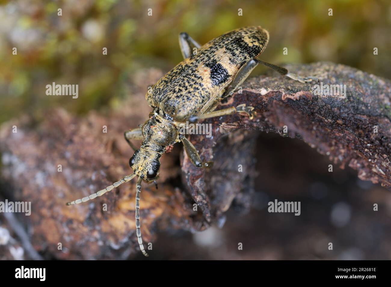 A longhorn beetle (Cerambycidae) Rhagium mordax on rotten timber Stock ...
