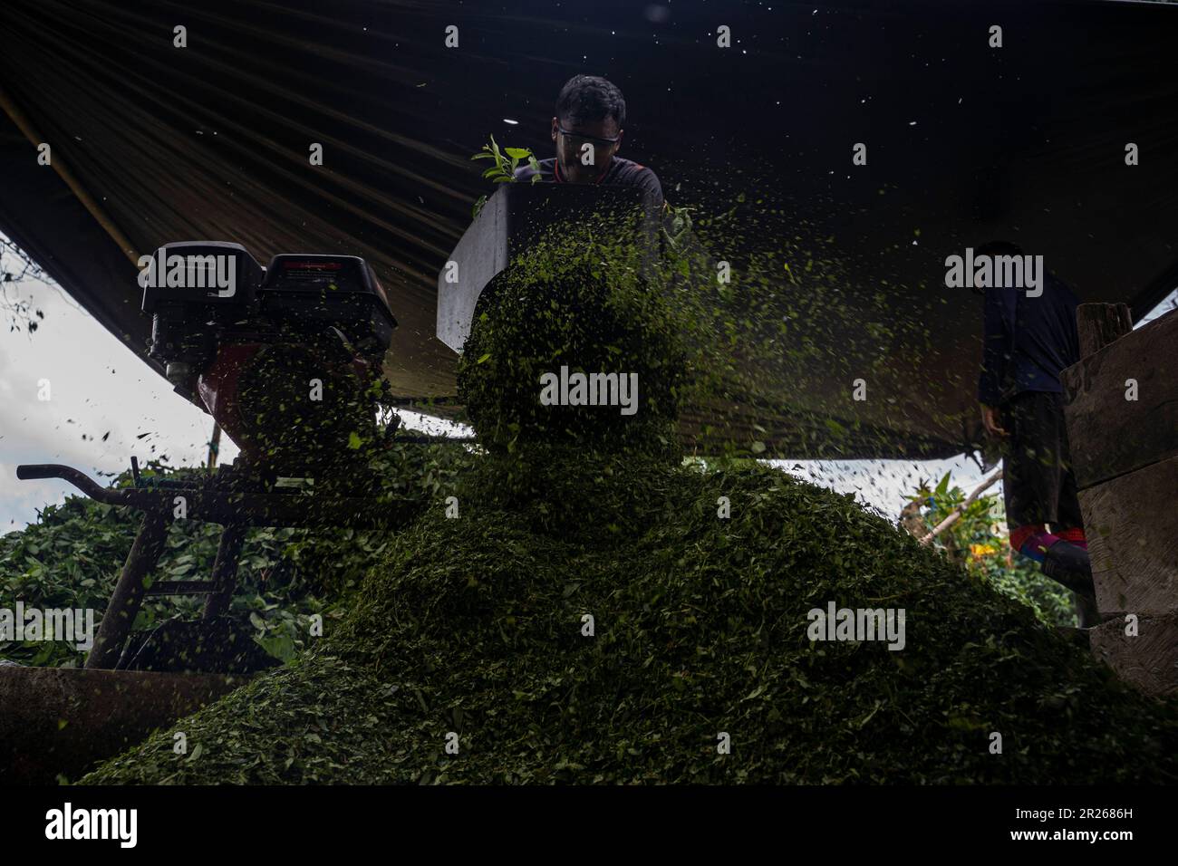 Llorente, Colombia. 12th May, 2023. A worker crushes the harvested coca ...