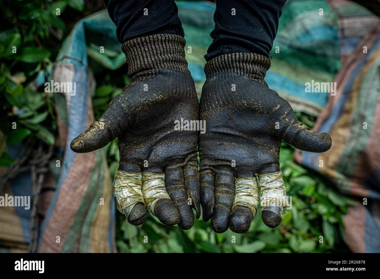 Llorente, Colombia. 12th May, 2023. A worker shows the gloves and tape ...
