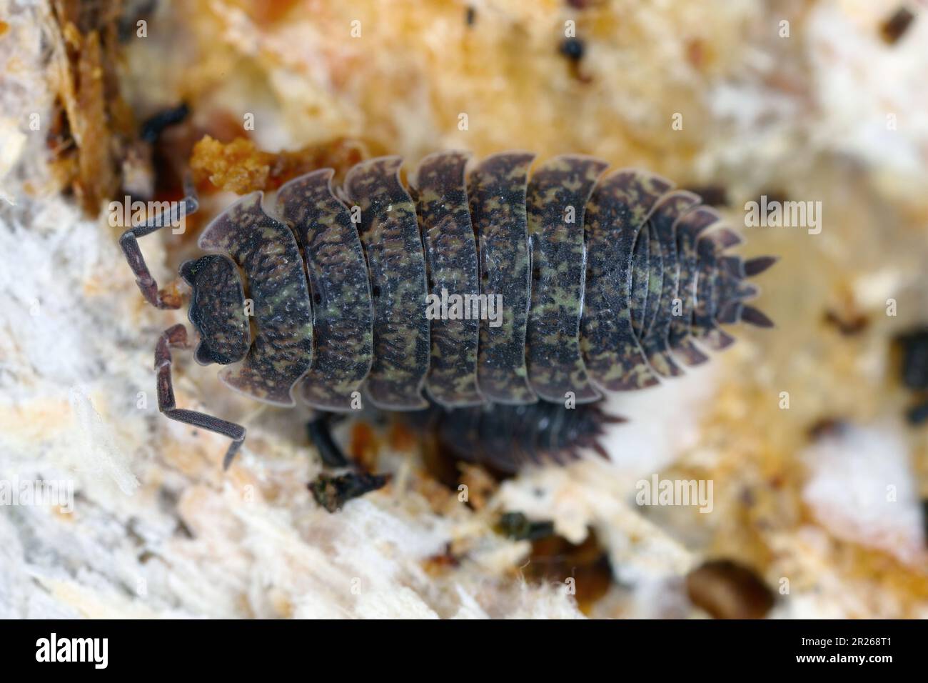 Rough woodlice (Porcellio scaber). Terrestrial crustaceans in the ...