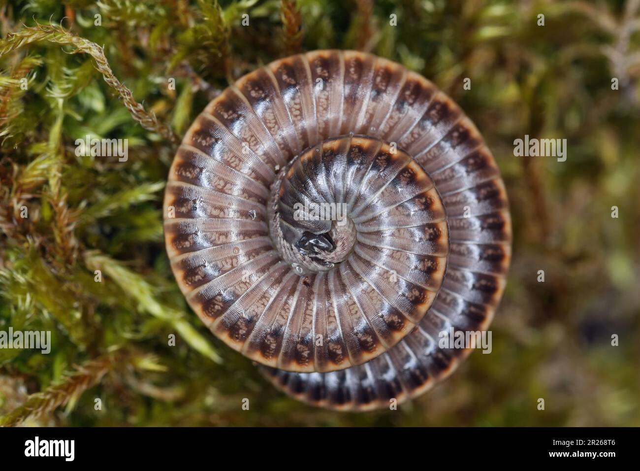 Black diplopoda arthropod hi-res stock photography and images - Alamy